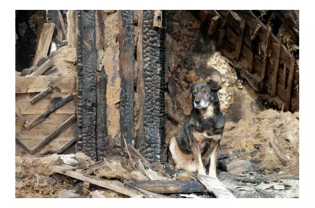 Cómo puede proteger a las mascotas de las emergencias en el hogar 33195_1