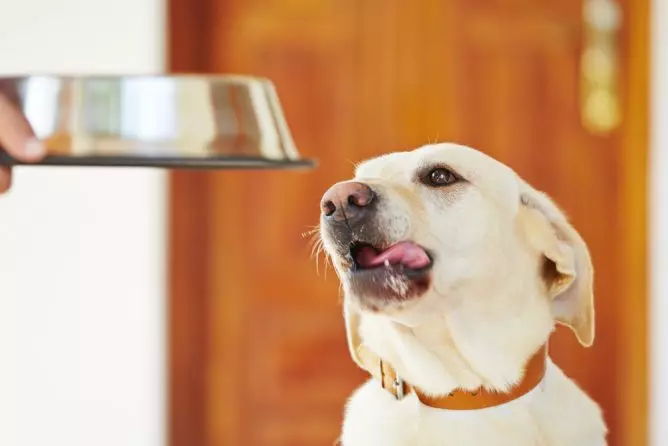 Apenas comida para cães: comida de cachorro recém-feita que se concentra na saúde do seu cão 33361_1