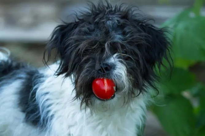 Sollte Ihr Hund Lektine essen? 33417_1