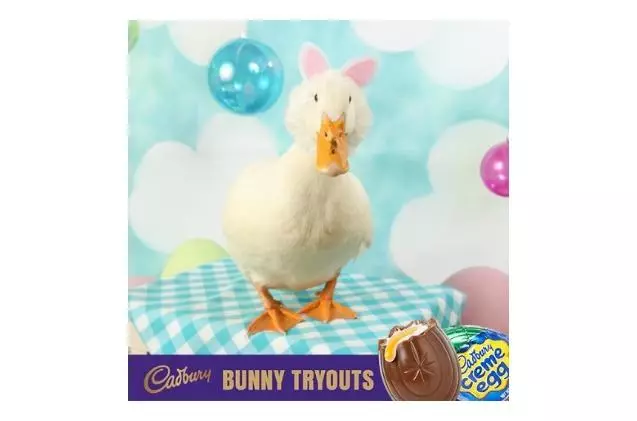 O'rdak Cadbury Easter Bunny bo'lishga harakat qilmoqda