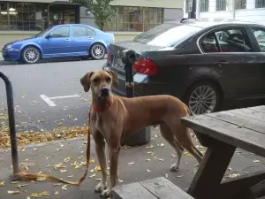 PortlandKöpek