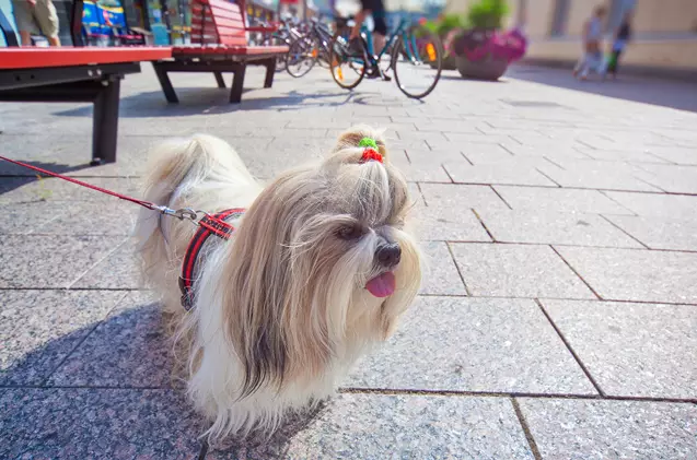 Wéi Dir Ären Hond sécher an der grousser Stad trëppelt 3359_1