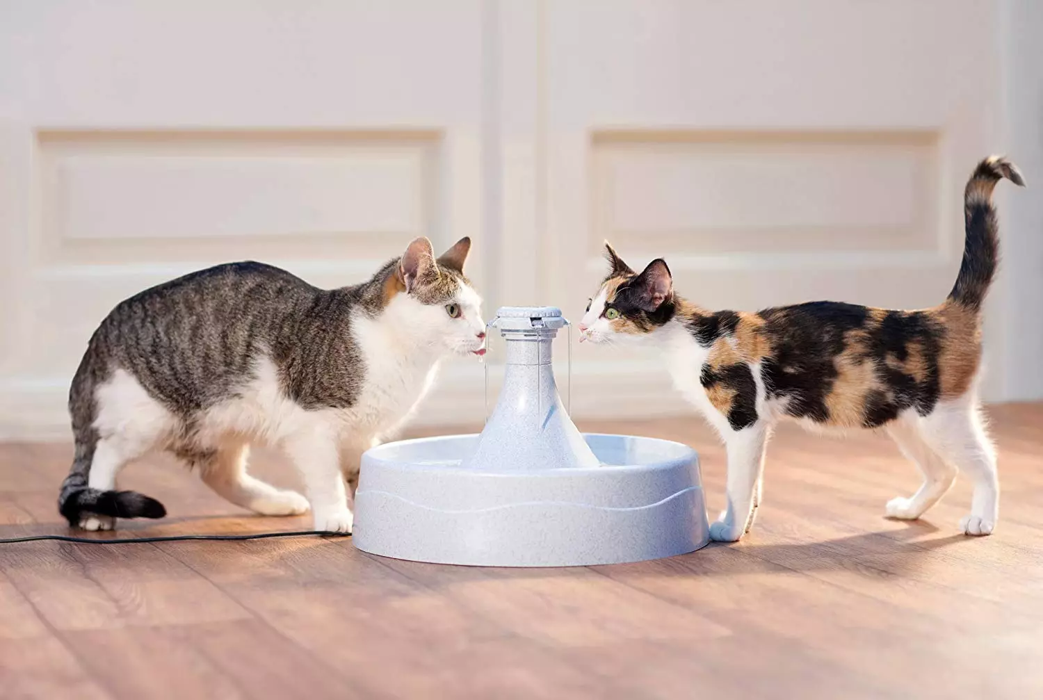 Loharano tsara indrindra 10 tsara indrindra ho an'ny saka: PetSafe Drinkwell 360 Pet Water Fountain