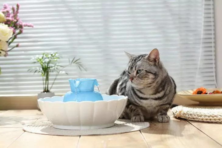 Top 10 beste waterfonteinen voor katten: IPETTIE Tritone keramische drinkfontein voor huisdieren