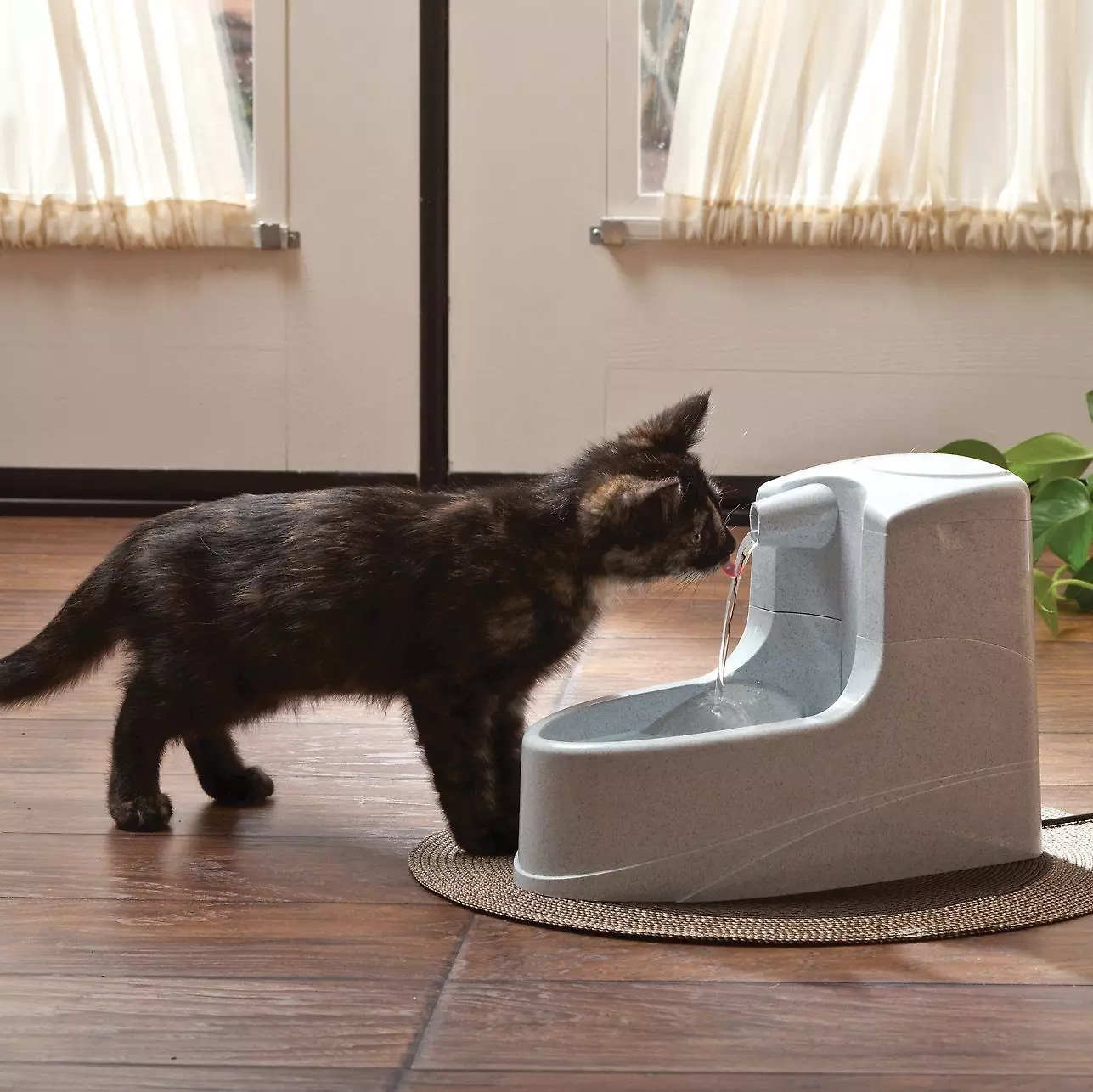 고양이를 위한 최고의 분수 10개: Drinkwell Mini Pet Fountain