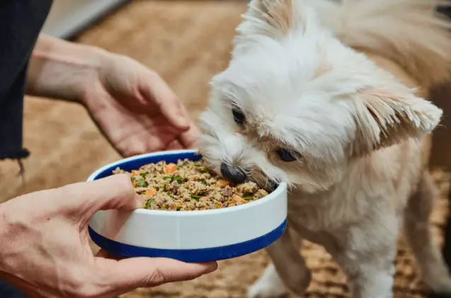 Taze Köpek Mamasının Faydaları: Yavru Kediniz İçin Doğru mu? 33706_1