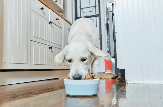 Faedah Makanan Anjing Segar: Adakah Ia Sesuai untuk Anak Anjing Anda? 33706_2