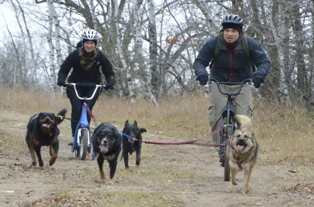 Wheely Good Time: Bikejoring i vožnja skutera 1. dio 3387_1