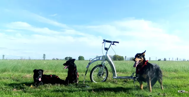 Bikejoring i vožnja skutera 2