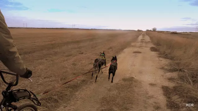 Bikejoring i vožnja skutera 1