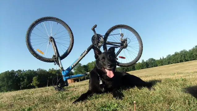 bike-with-dog-3