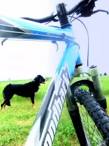 bike-with-dogs-1