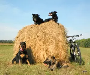 camping-dogs-rest-stop-1