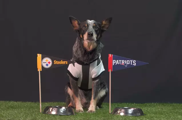 Super Pup прадказвае пераможцаў Super Bowl [Відэа] 34125_1