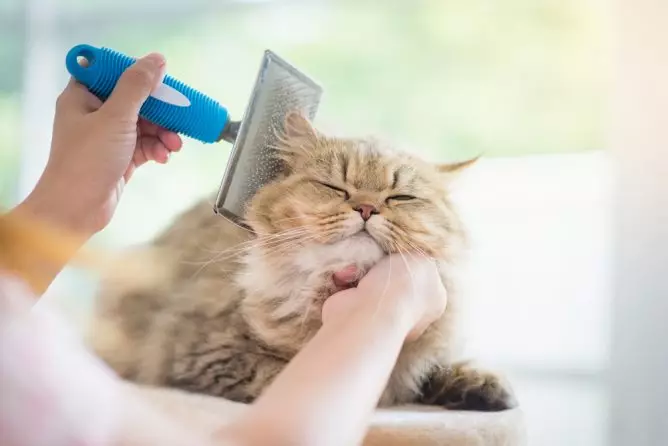 最高の猫のヘアブラシ 341_1