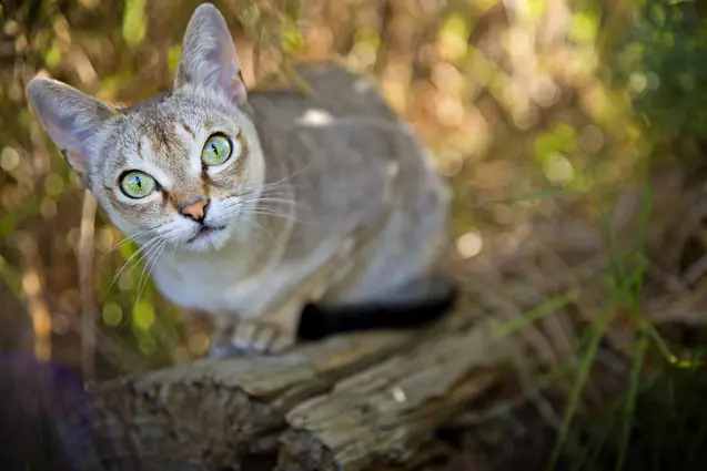 Nangungunang 10 Pinakamasamang Lahi ng Pusa 34367_10