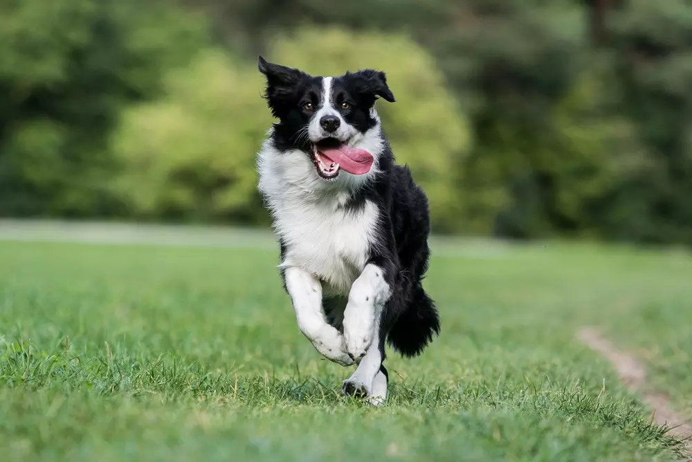 十大最佳跑步犬種 34419_9