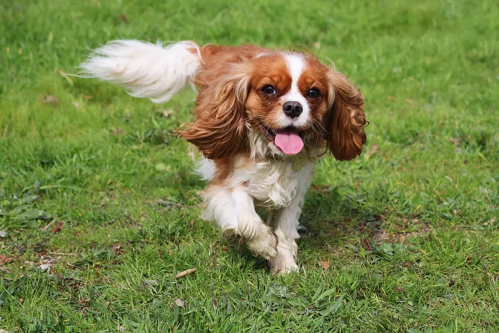 Top 10 des races de chiens qui ne se portent pas bien par temps chaud 34420_3