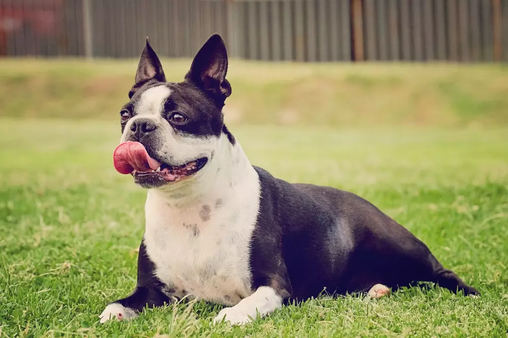 Top 10 des races de chiens qui ne se portent pas bien par temps chaud 34420_5