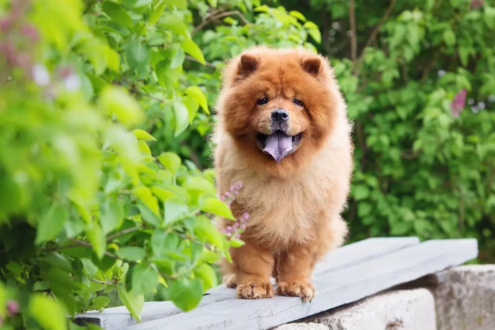 Top 10 des races de chiens qui ne se portent pas bien par temps chaud 34420_6