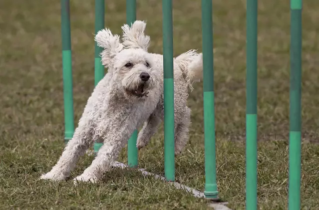 5 boeken die je moet lezen bij het trainen van een hond 3454_1