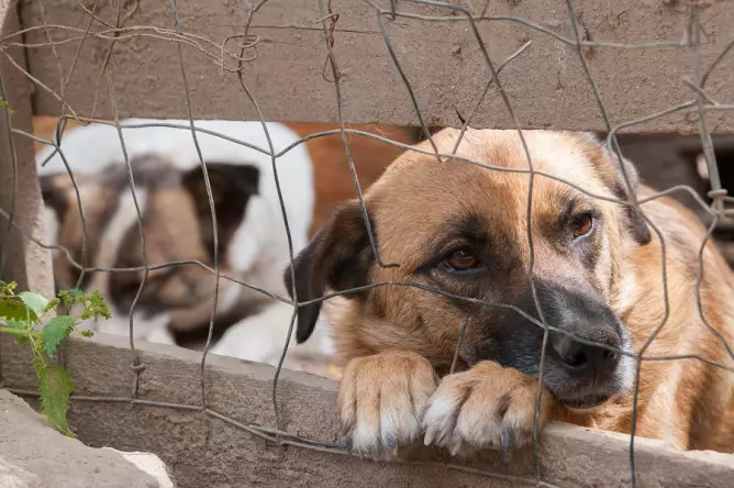 HSUS апублікаваў спіс жахлівых сотняў Puppy Mills 2016 3465_1