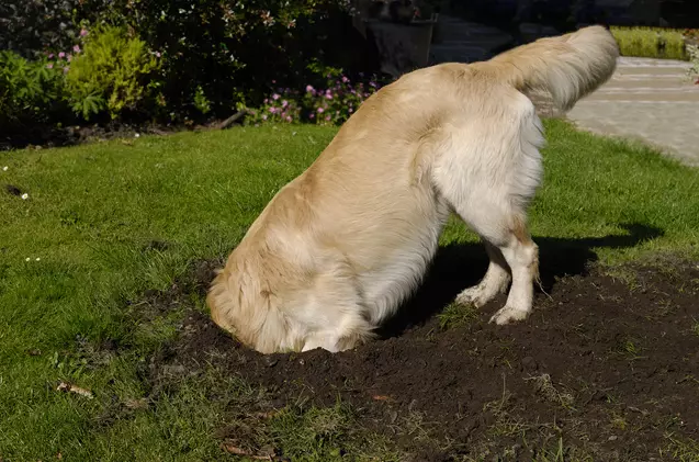 あなたの犬が庭を掘らないようにするための5つのヒント 3467_1