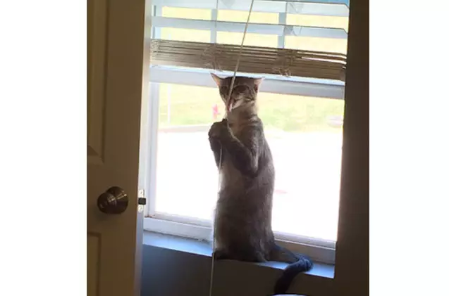 1CatLickingBlinds