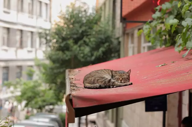 KEDi dokumenteer die lewens van Istanbul se straatkatte 3481_1