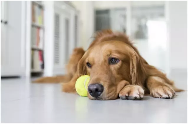 O experto veterinario advirte que demasiado tempo na pantalla pode levar a cachorros deprimidos 34880_1