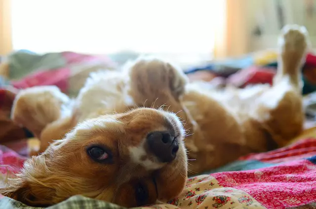 Bare kæl mig! Hvorfor din hund ønsker, at du stopper med at tale og begynder at kæle 3496_1