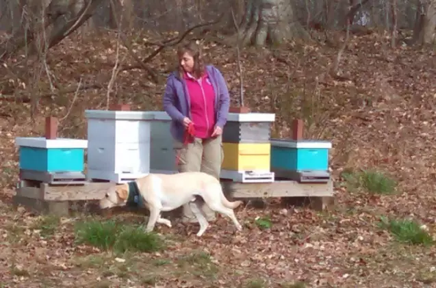 Maryland Köpekleri Arıları Kurtarmak İçin Yeni Silahlar 35123_1