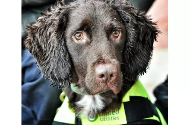 イギリス初の水探知犬が漏れのあるパイプを見つけるのに役立ちます 35156_1