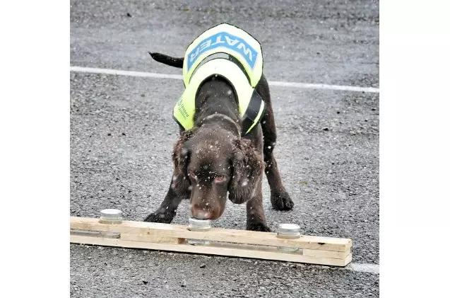 塩素を嗅ぐように訓練された犬が水漏れを見つけるのを助けています