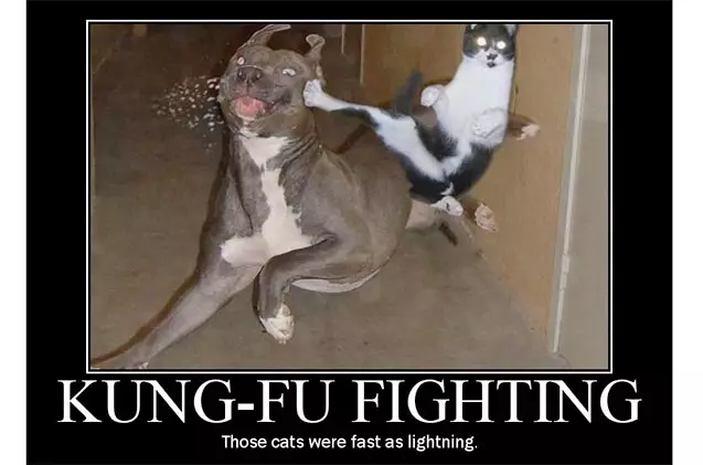 4KungFuCat