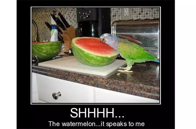 7WatermelonBird