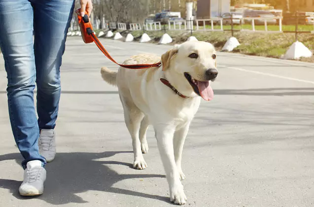 Slik stopper du hunden din fra å lunge mens du går 3517_1