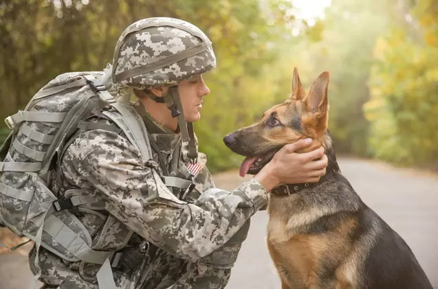 Puncak 10 Breeds Militér Dog pangalusna 35239_1