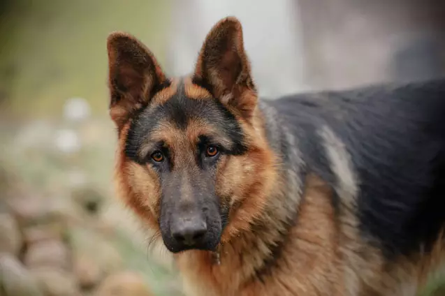 Puncak 10 Breeds Militér Dog pangalusna 35239_2