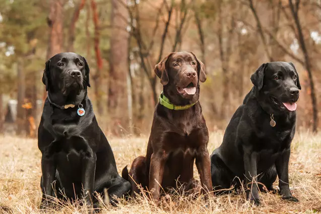 Puncak 10 Breeds Militér Dog pangalusna 35239_4