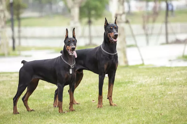 十大最佳军犬品种 35239_5