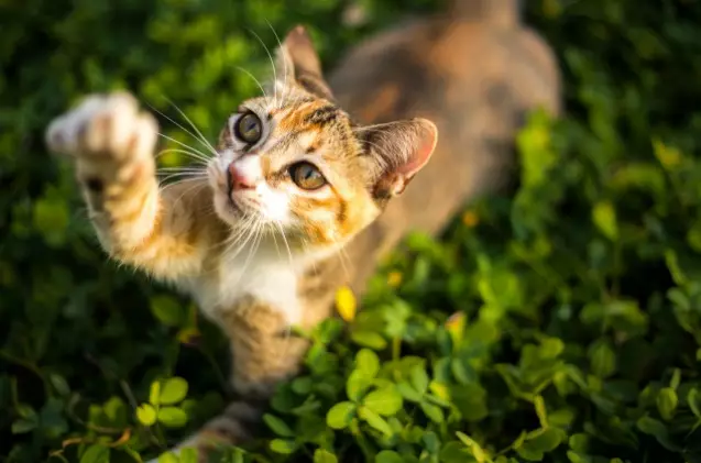 Pesquisa sugere que gatos podem ter pata dominante com base no gênero 35264_1