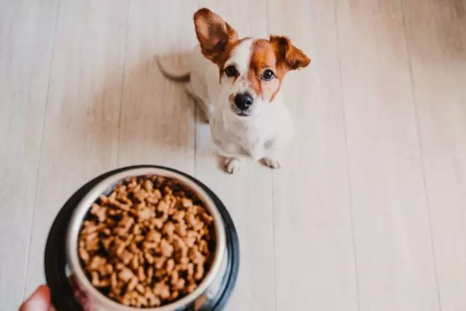 Voedselallergieën bij honden: symptomen, oorzaken en behandelingen 3578_1