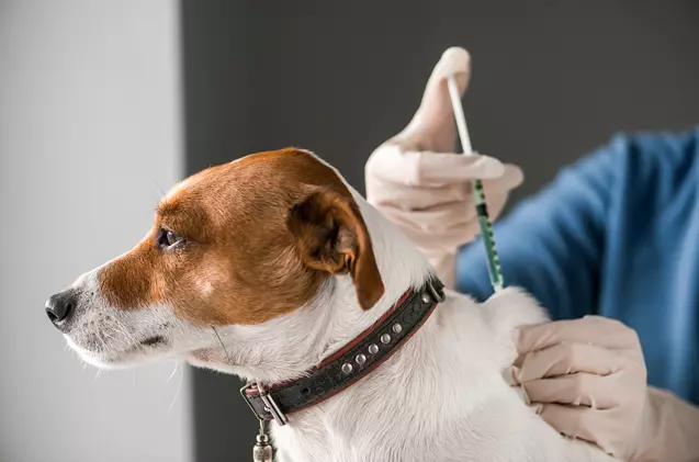 Richiamo volontario a livello nazionale dei farmaci per convulsioni di animali domestici 35858_1