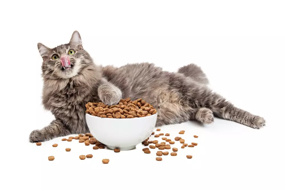 Cele mai bune alimente dietetice pentru pisici
