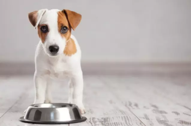 LA aplūko vegānu diētu visiem patversmes suņiem, neskatoties uz veterinārajiem ieteikumiem 3640_1