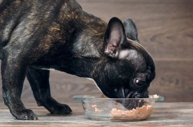 J.M. Smucker tilbakekalling av kjæledyrfôr for eutanasi-medikament inkluderer Saus Train, Kibbles 'N Bits og Ol' Roy 3699_1