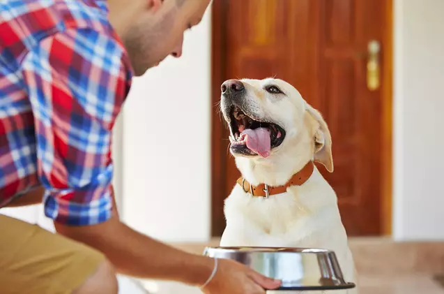 Perkara yang Anda Perlu Tahu Mengenai Garis Panduan Pemberian Makanan Anjing 3718_1