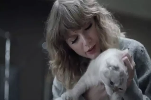 La Katoj de Taylor Swift Help Her Bide Time kiam Ŝia Nova Albumo Eliras 3769_1