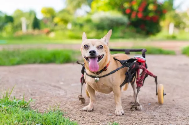 Köpekler İçin En İyi Tekerlekli Sandalyeler 3788_1